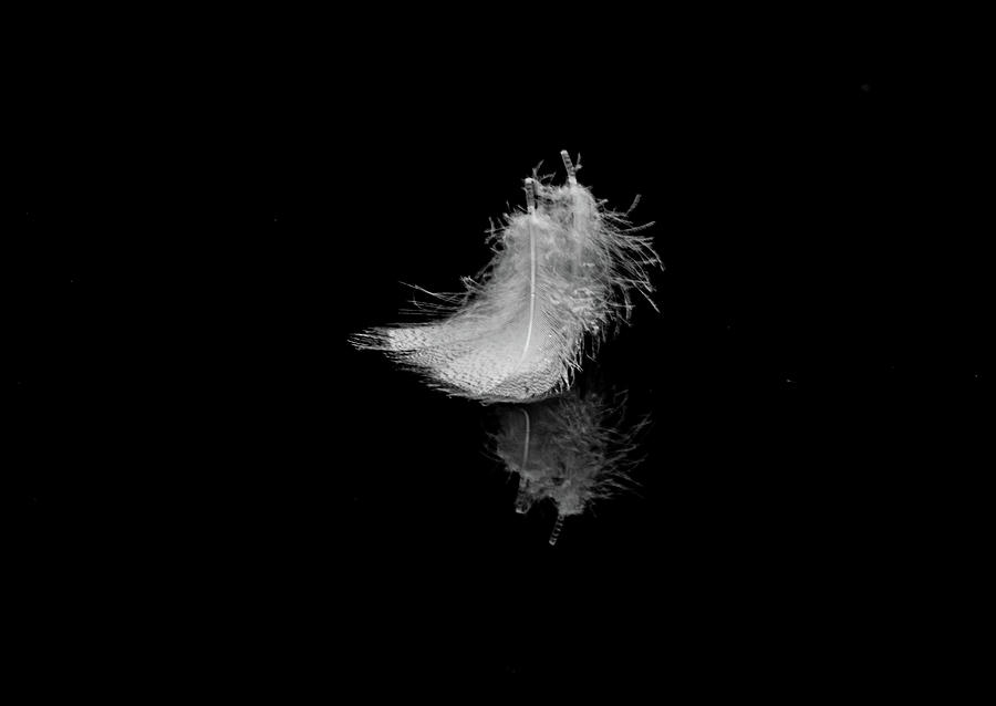 Feather Reflection Photograph by Alicia BRYANT | Pixels