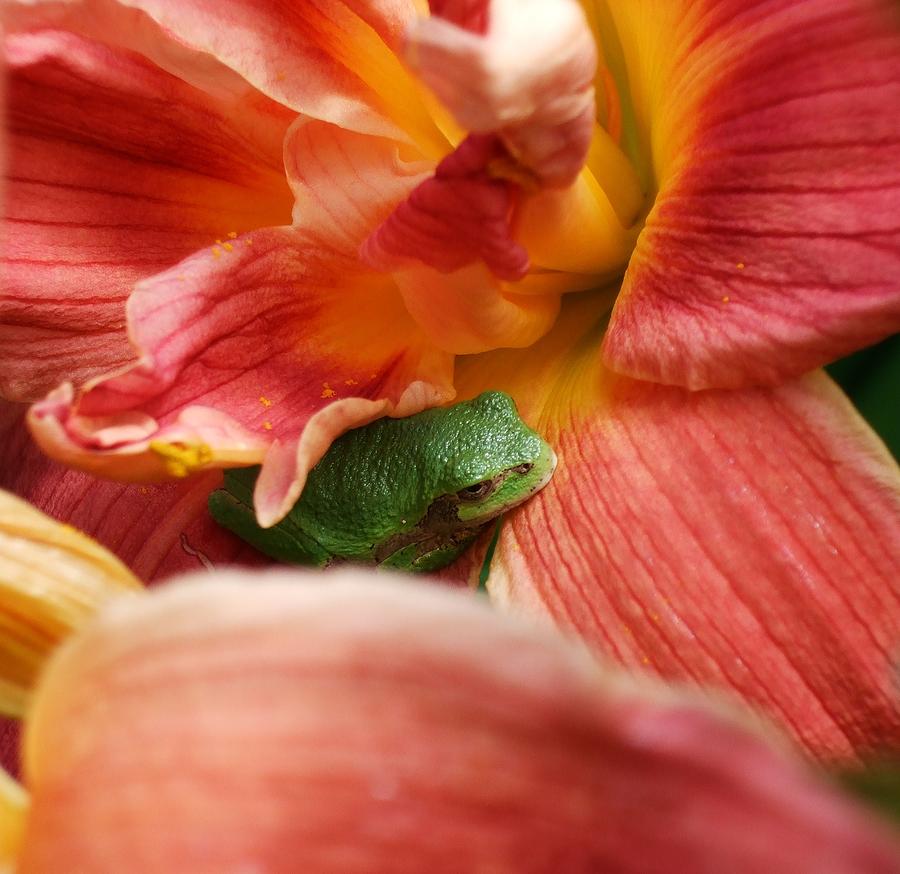 Feminine Photograph by Lisa Fenn - Fine Art America