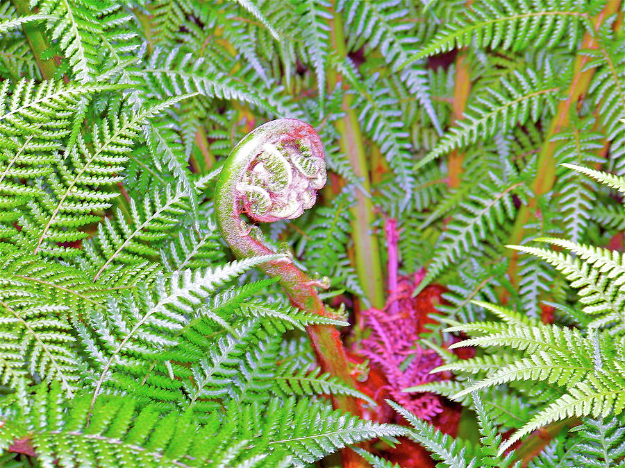 Fern Frond Photograph by Heidi Reichner - Fine Art America