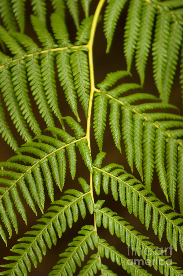 Fern Pattern Photograph by Ron Dahlquist - Printscapes | Fine Art America