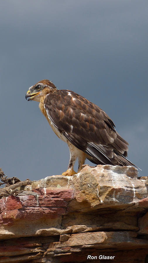 Ferruginous Hawk 8 Photograph by Ron Glaser | Pixels