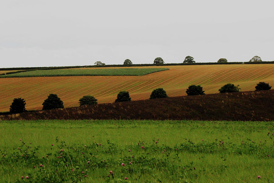 Fields and Rows Photograph by Michael Nickson