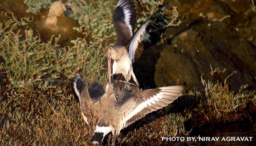 Fighting bird Photograph by Nirav Agravat | Fine Art America
