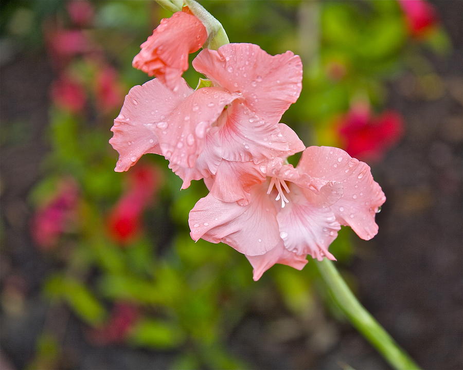 Final Fall Bloom Photograph by Robert Joseph - Fine Art America