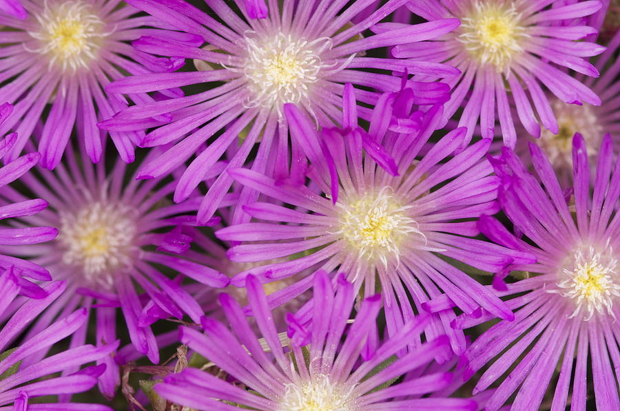 Firework Flower Photograph by Graham Elliott - Fine Art America