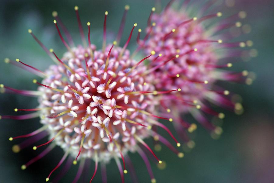 Firework flower Photograph by Sally Bornbusch - Fine Art America