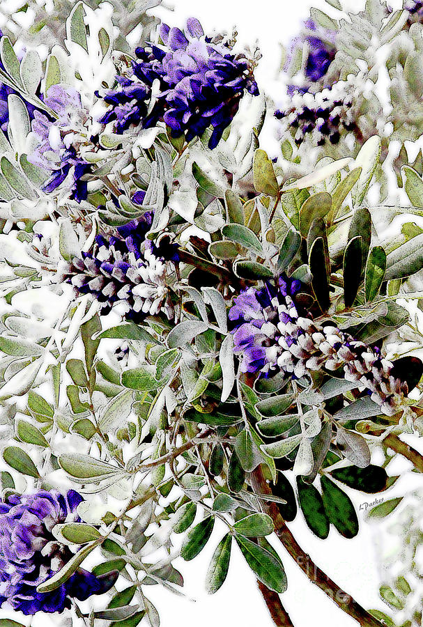 First Blooms of Spring-1 Photograph by Linda Parker - Fine Art America