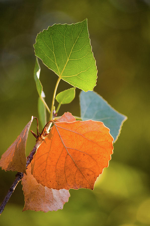First signs of fall Photograph by Ignacio Soto - Fine Art America