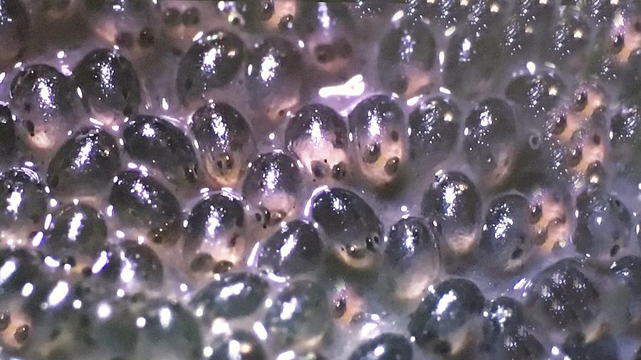 Fish eggs Photograph by Miriam Marrero - Fine Art America