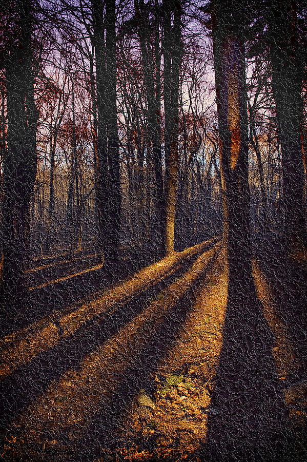 Five O'Clock Shadow Photograph by Yuri Lev - Fine Art America