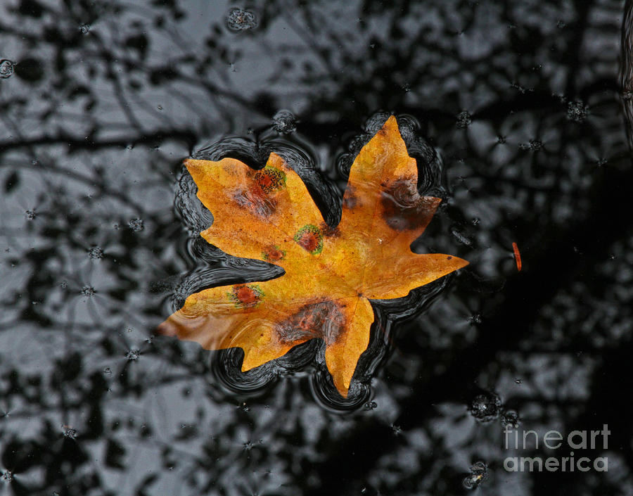 Floating Leaf Photograph by Gary Wing - Fine Art America