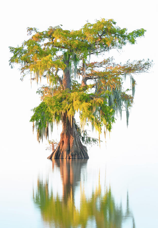 Floating Tree Photograph by Thorsten Scheuermann - Fine Art America