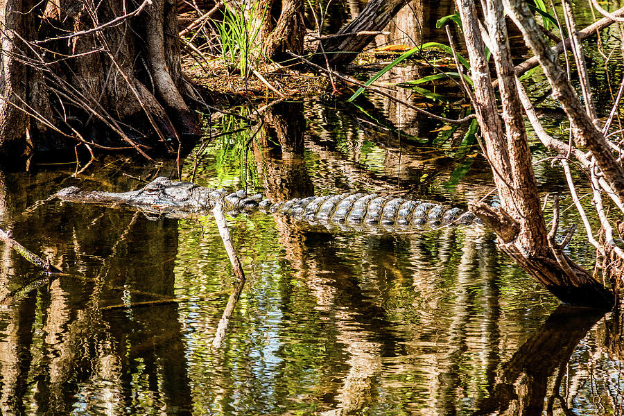 Florida Everglades Alligator Photograph by Gregory Gendusa - Fine Art ...