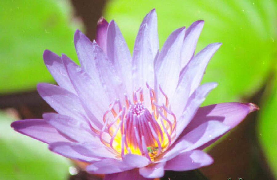 Florida Water Lily Beauty Photograph by Ron Swonger | Fine Art America