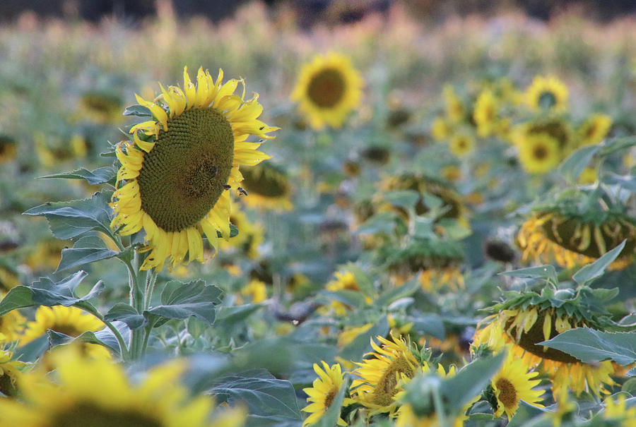 Flower In A Sea Photograph by Pauline Darrow - Fine Art America