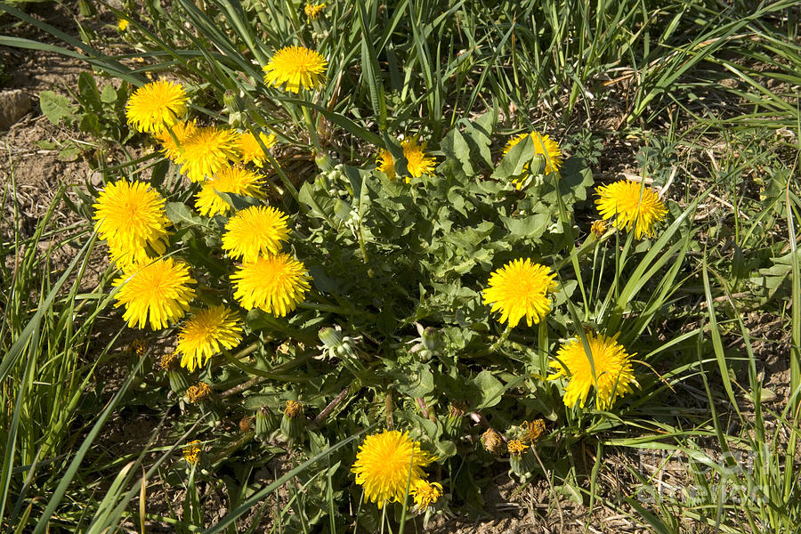 Flowering Dandelions Photograph by Inga Spence - Fine Art America