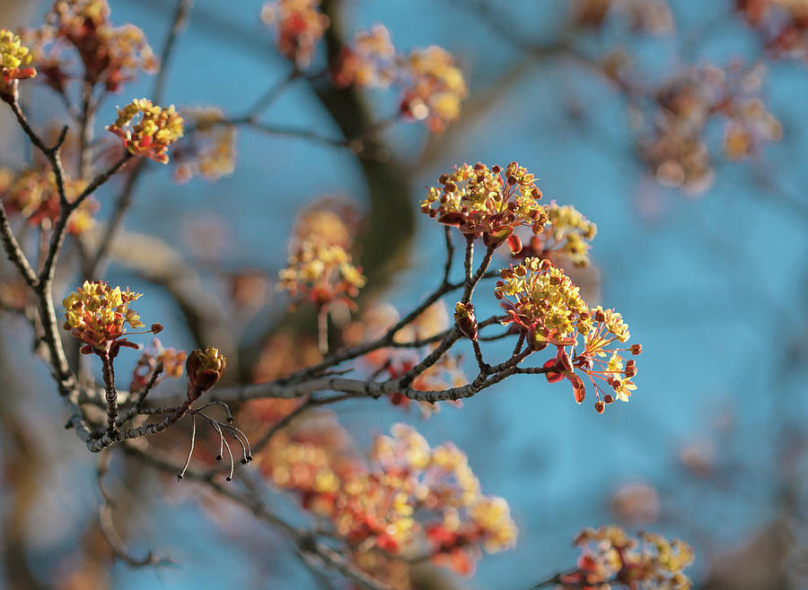 Flowering Maple Tree in Spring Photograph by Susan Schmidt - Pixels