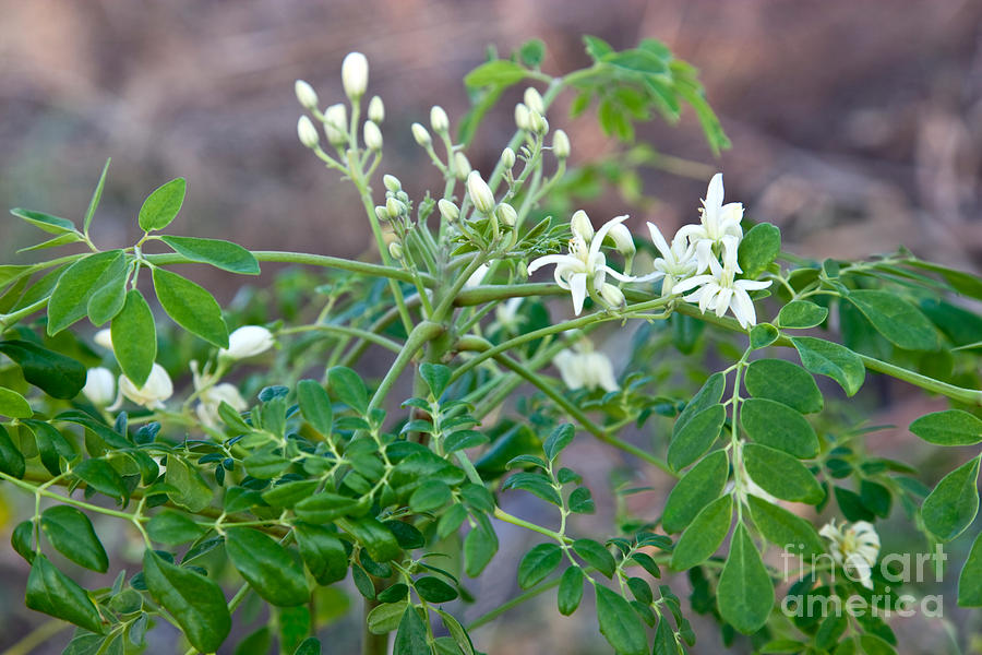 Flowering Moringa Photograph by Inga Spence - Fine Art America