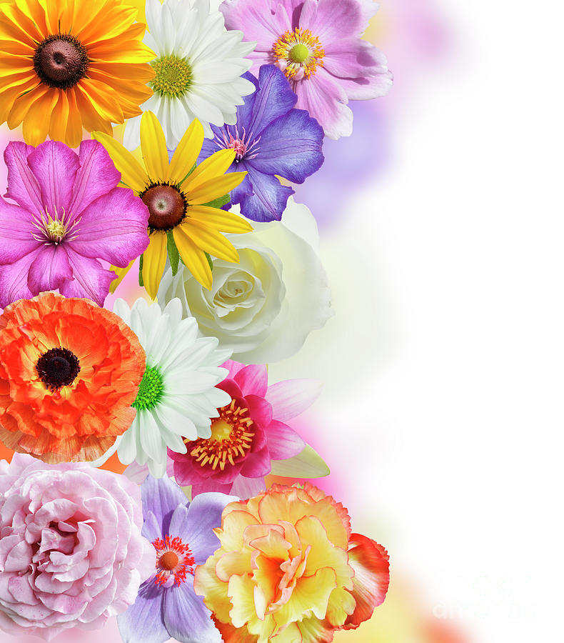 Flowers Collection Photograph by Svetlana Foote - Fine Art America