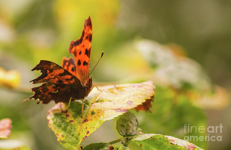 Flutterbye Photograph by Chris Horsnell - Fine Art America