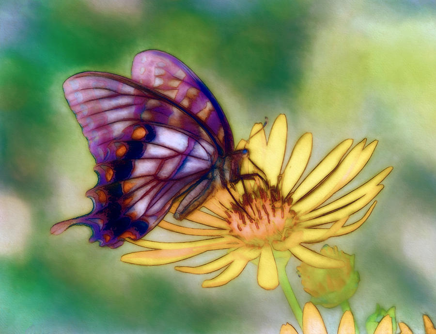 Flutterfly Four Photograph by John K Woodruff - Fine Art America