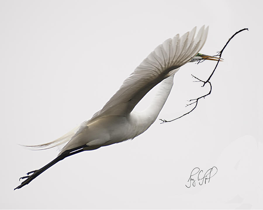 Flying Egret Photograph by George Sipl - Pixels