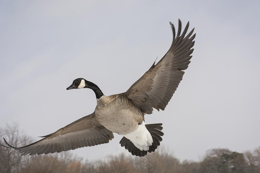 Flying Goose Photograph by Tammie Schreiber - Fine Art America