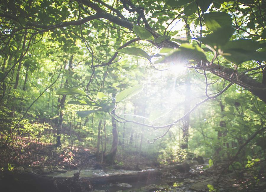 Forest light Photograph by Patrick Weldon - Fine Art America