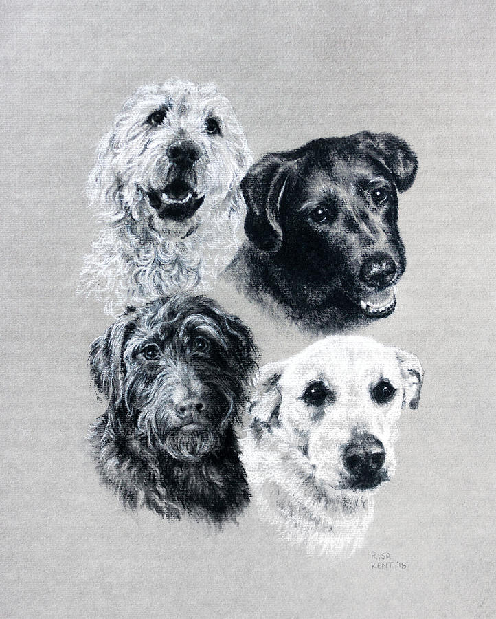 Four Pups Drawing by Risa Kent - Fine Art America