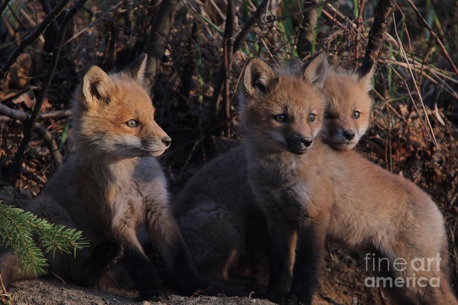 Fox Kits Photograph by Alana Carson - Fine Art America