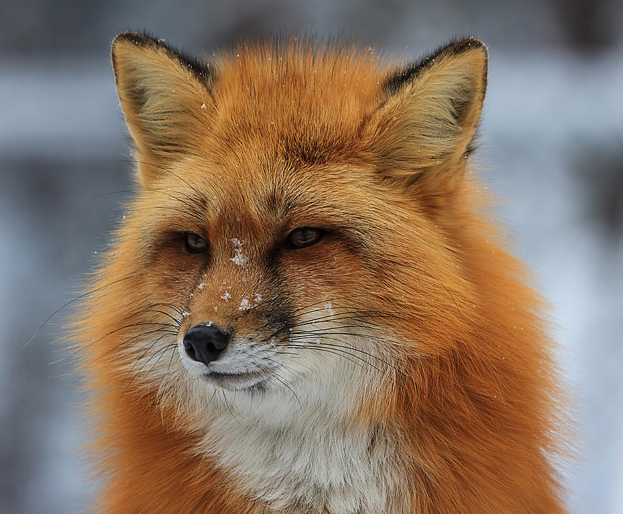 Foxy Photograph by Brian Catania - Fine Art America