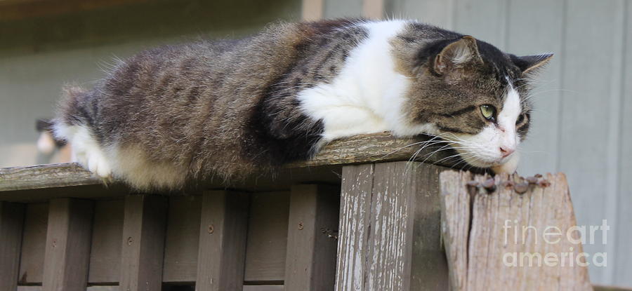 Fraidy-Cat Photograph by Leon Burns - Fine Art America