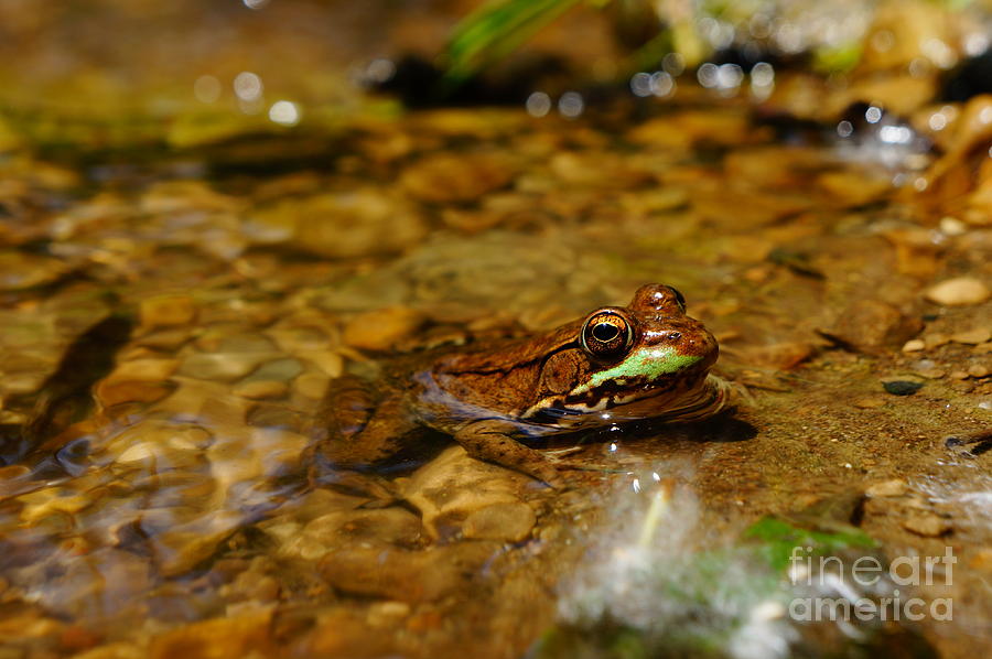 Frog bathing Photograph by Sarah Ninnemann - Fine Art America