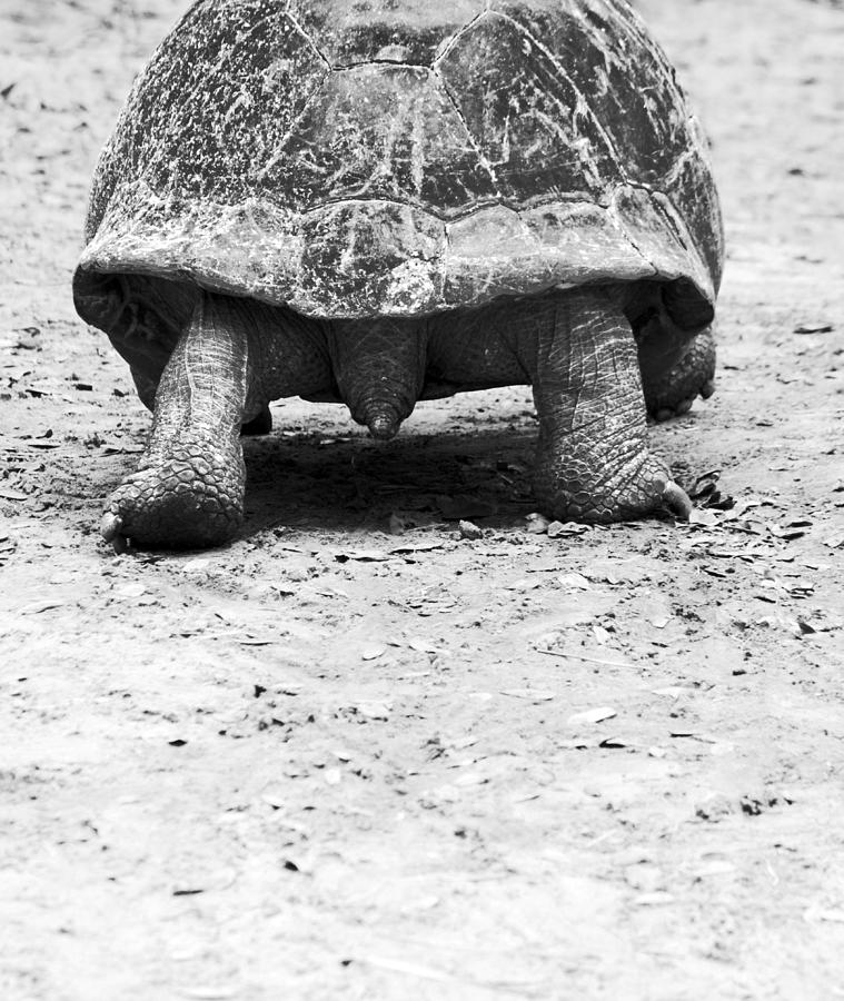 From Behind Photograph by Alice Gipson - Fine Art America