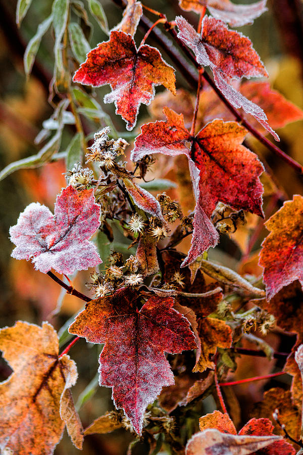 Frosted Fall Photograph by Stephen Anthony - Fine Art America