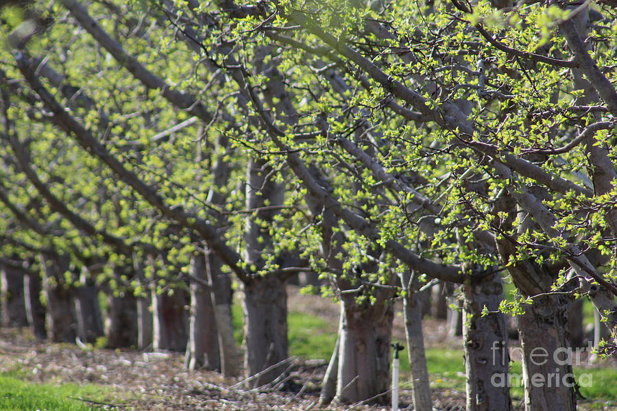 Fruit Trees in Spring Photograph by Lkb Art And Photography | Fine Art ...