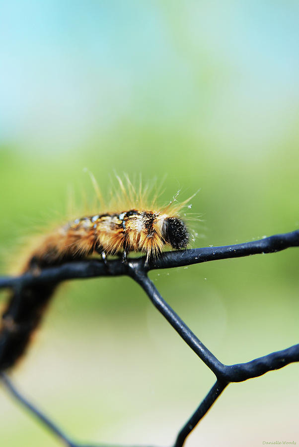 Fuzzy Face Photograph by Danielle Woods - Pixels