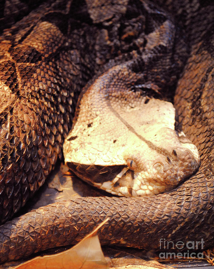 Gabon Viper Photograph by DiDi Higginbotham - Fine Art America