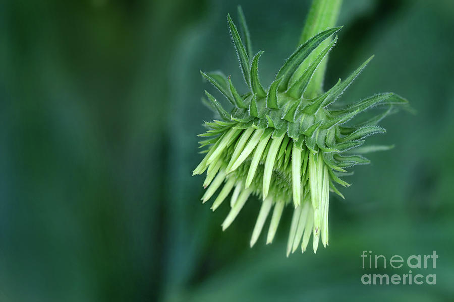 Garden Art Photograph by Karen Adams - Fine Art America