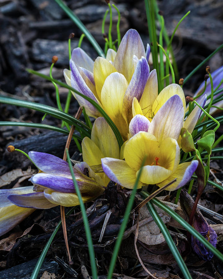 Garden Crocus Photograph by Robert Alsop - Fine Art America