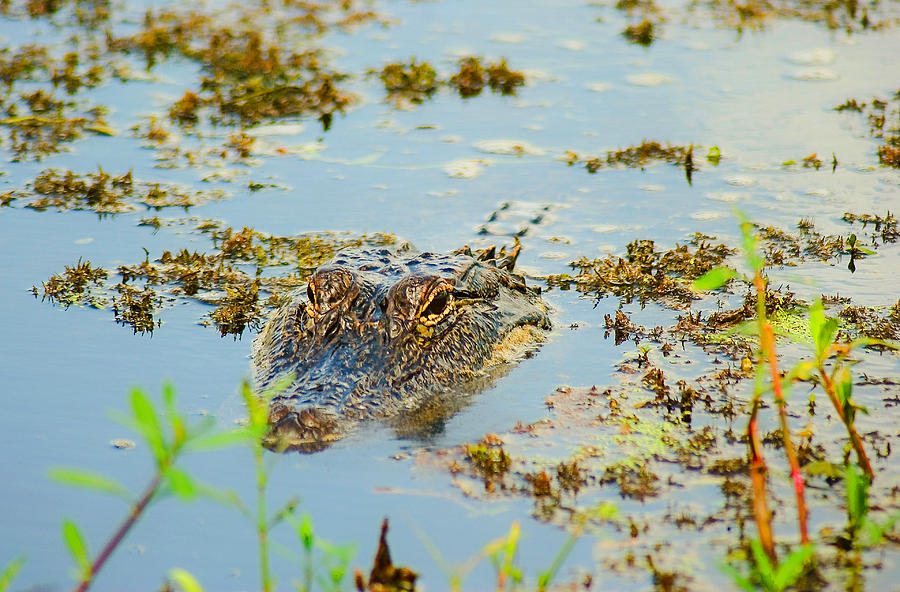 Gator in the swamps Photograph by Robert Brown - Fine Art America