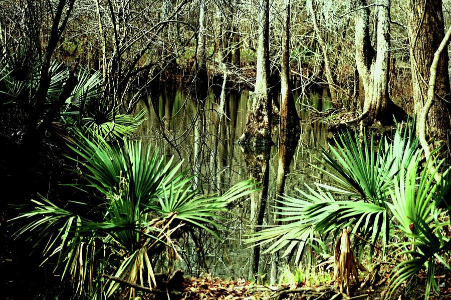 Gator Swamp Photograph by Debra Bradley - Fine Art America