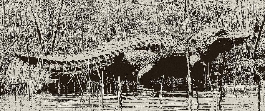 Gatorbite Photograph by Ted Putman - Fine Art America