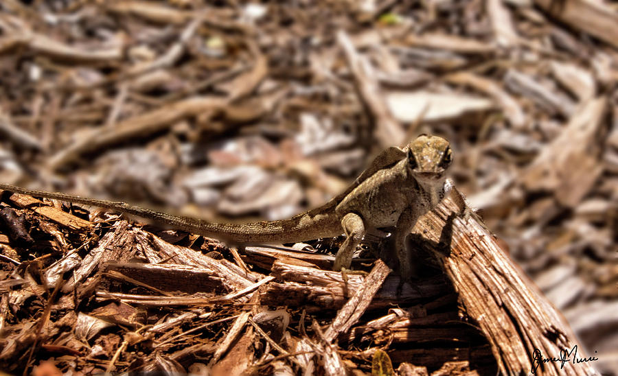 Gecko Photograph by Jim Turri - Fine Art America