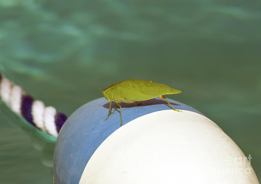 Giant Katydid Photograph by William Tasker - Fine Art America