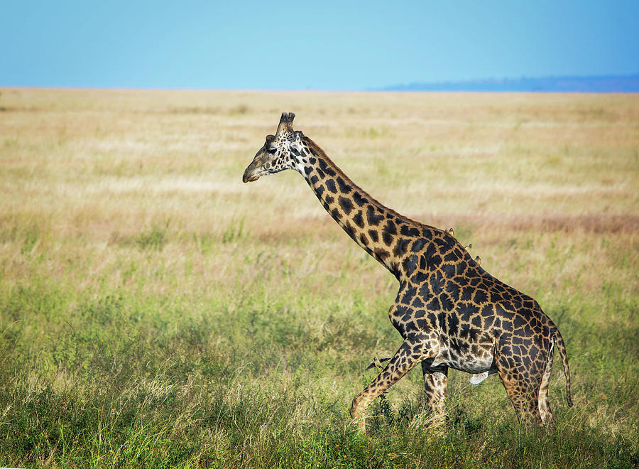 Giraffe Colors Photograph by Vicki Jauron - Fine Art America