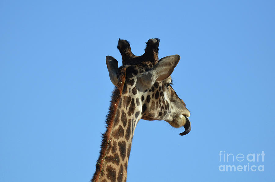 Giraffe Tongue Licking His Chin Photograph By Dejavu Designs Fine Art America