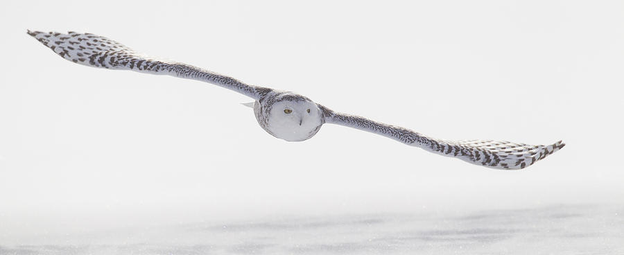 Glide Photograph by Ron Pitts - Fine Art America