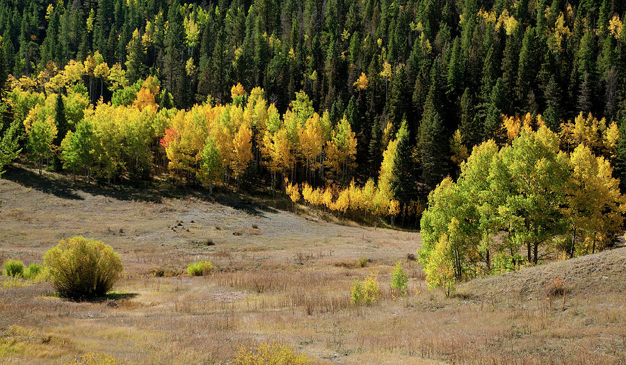 Glorious Colors Of Colorado Autumn Photograph by John Bartelt - Fine ...