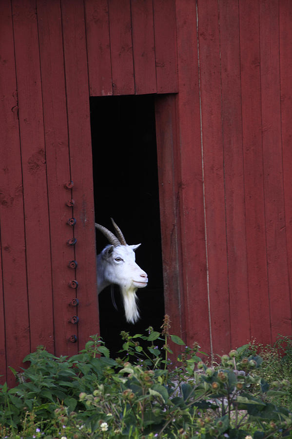 Curious Photograph By Gunnar Lundquist Fine Art America